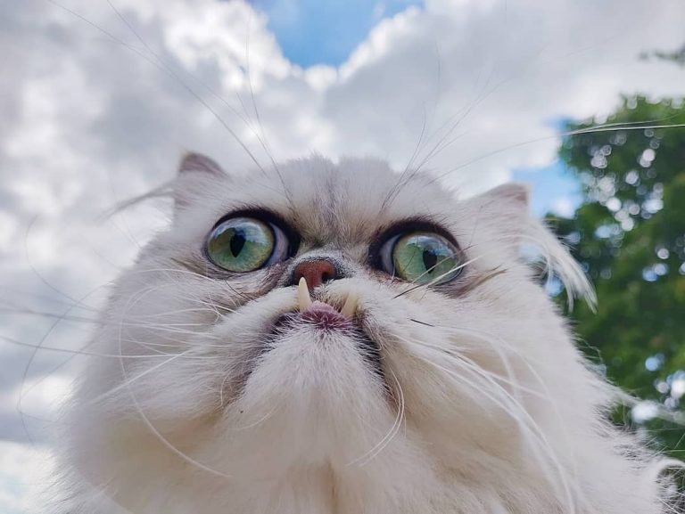 Les 5 races de chats les plus moches du monde - Coeur Coeur