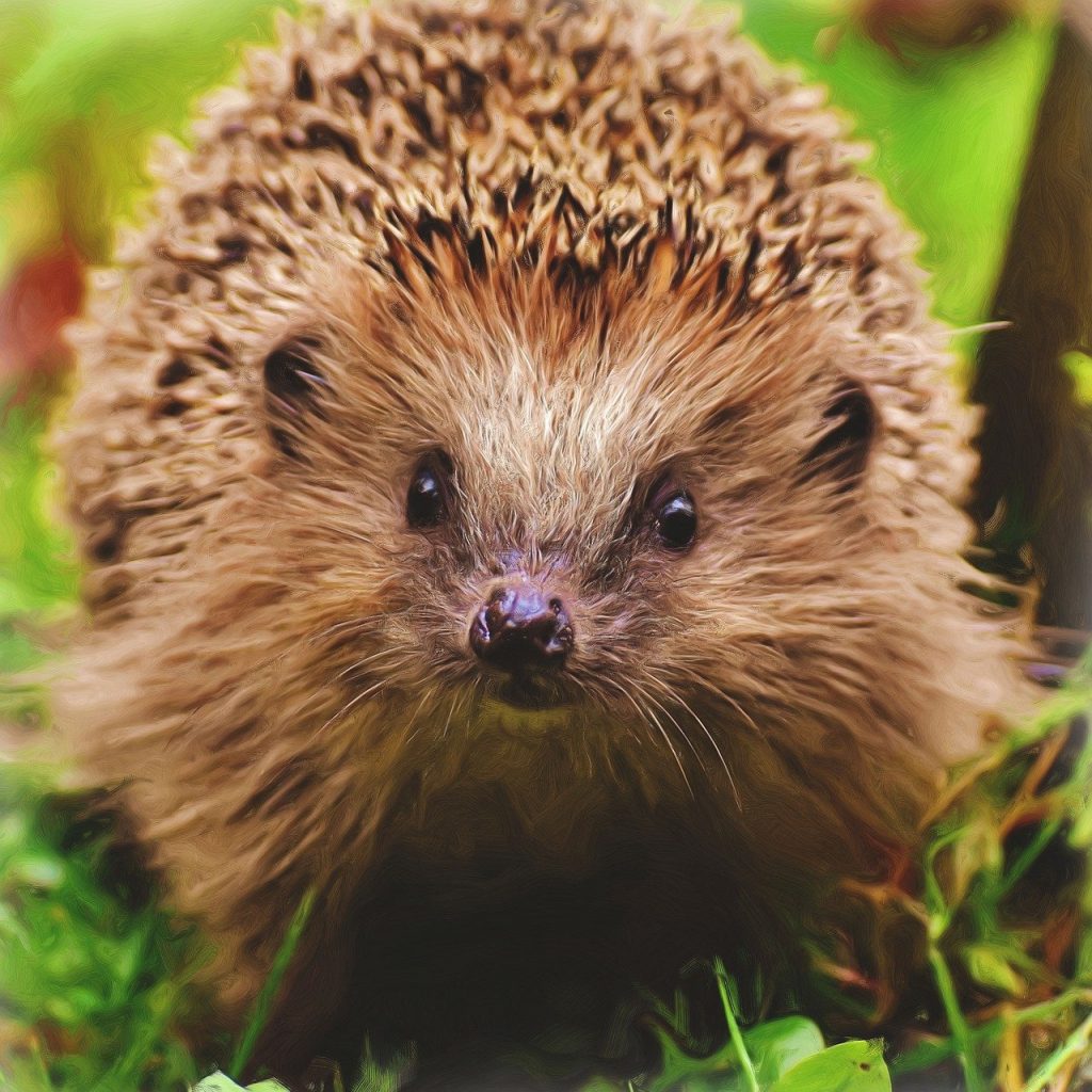 Photo hérisson : ces photos 5 photos qui nous font craquer